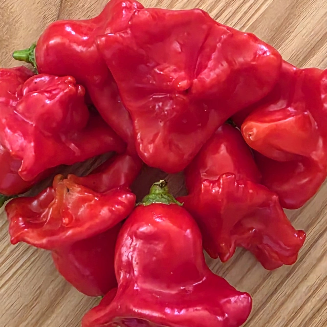 Bishop's Crown Chilli – Seed Savers