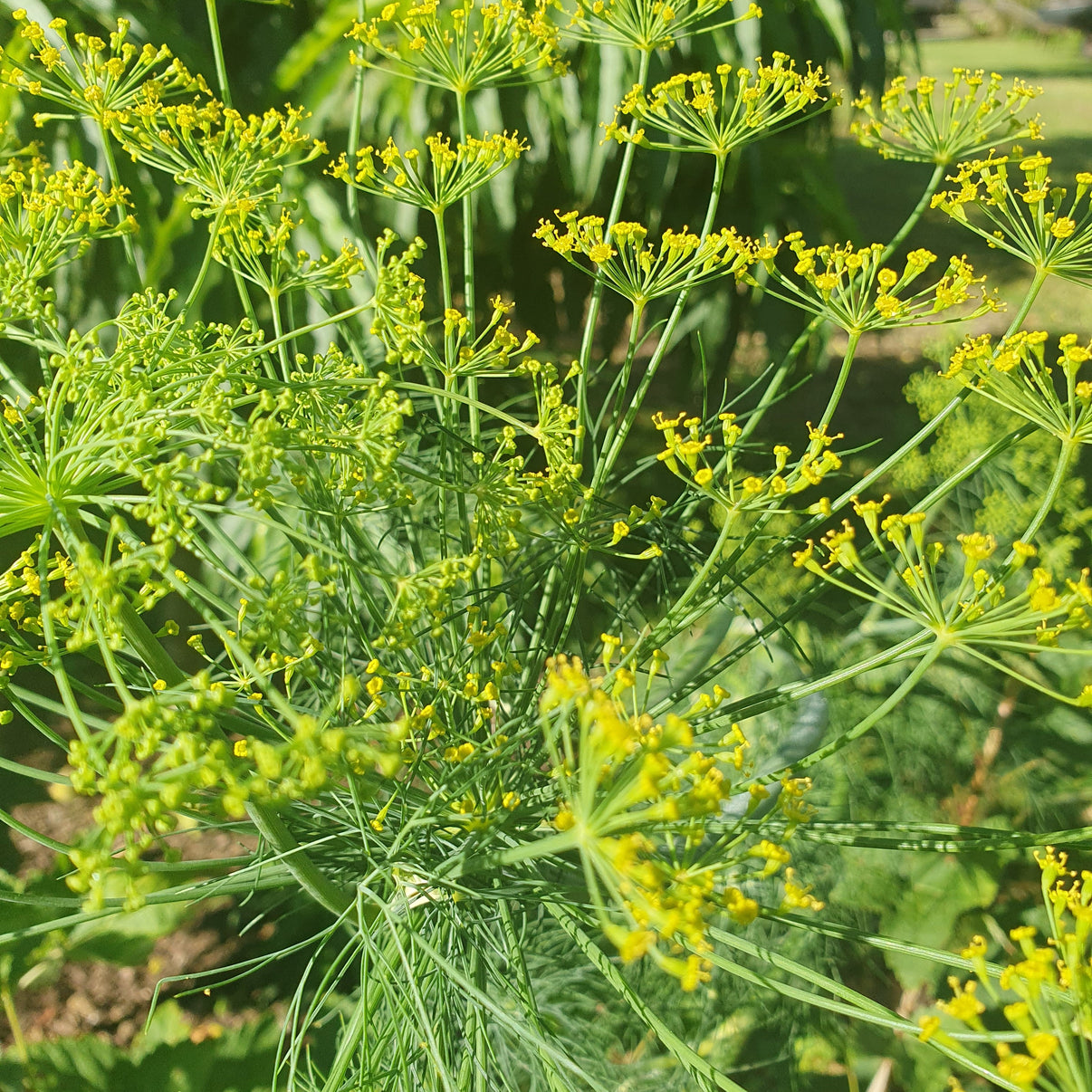 Dill - Culinary Herb – Seed Savers