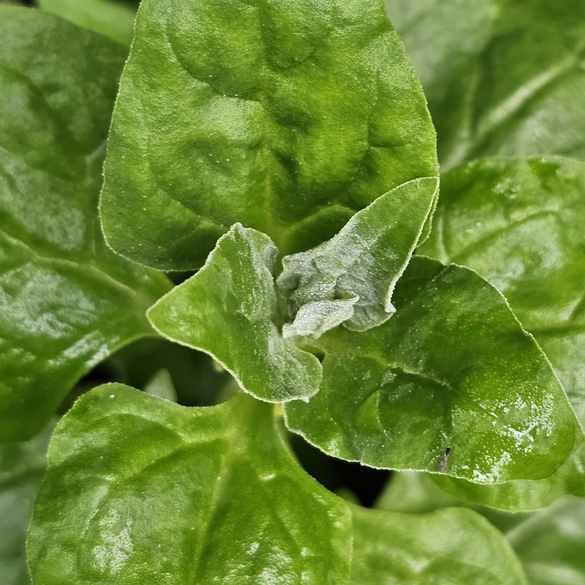 New Zealand Spinach (Kōkihi) – Seed Savers